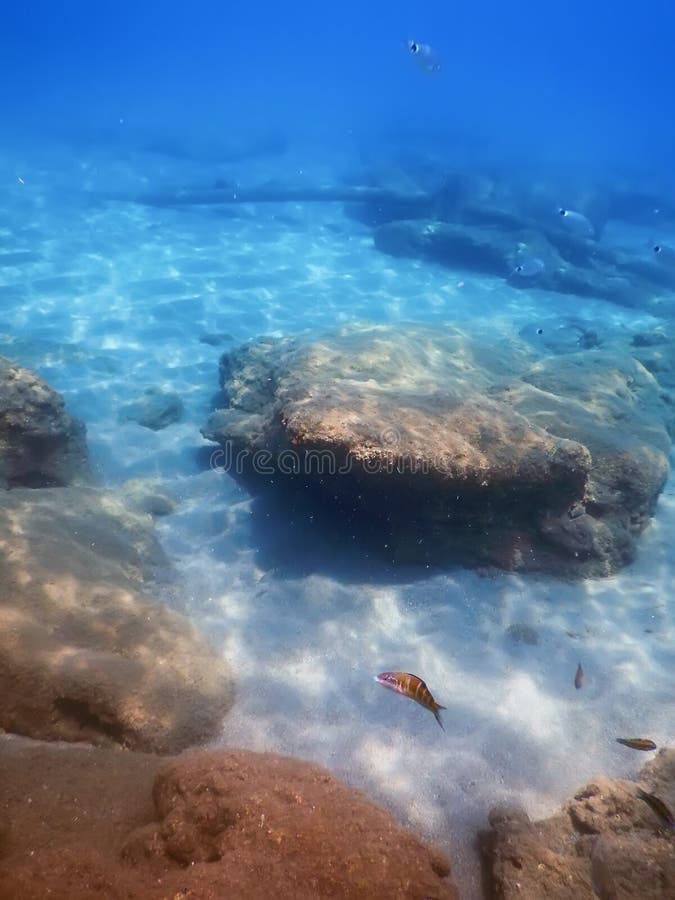 Under the Sea, Underwater Scene Sunlight, Fish Underwater Life Stock ...