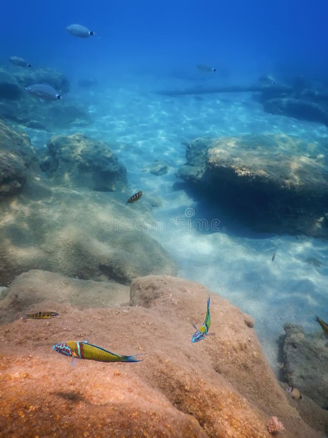 Under the Sea, Underwater Scene Sunlight, Fish Underwater Life Stock ...