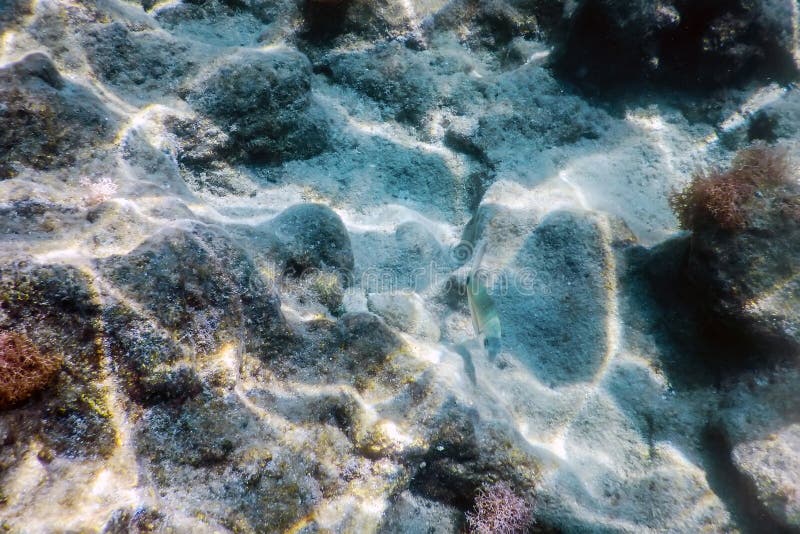 Under the Sea, Underwater Scene Sunlight, Fish Underwater Life Stock ...