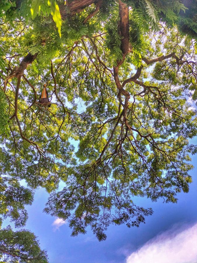 Under the secret Bali tree stock photo. Image of park - 265811988