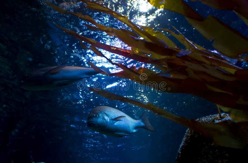 Under the see stock photo. Image of aquatic, depth, scenes - 25641850