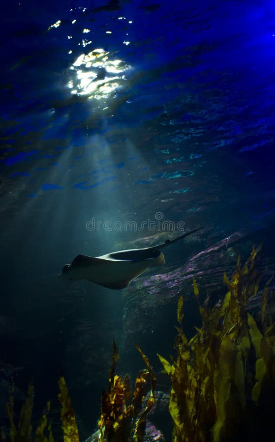 Under the see stock photo. Image of dark, serene, sunbeam - 25641884