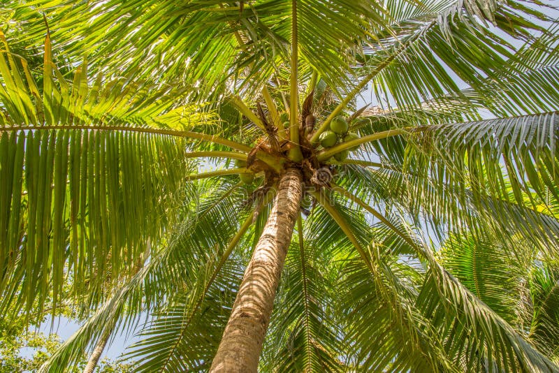 Under The Shade Of Coconut Trees Stock Image - Image of noon, sunlight ...