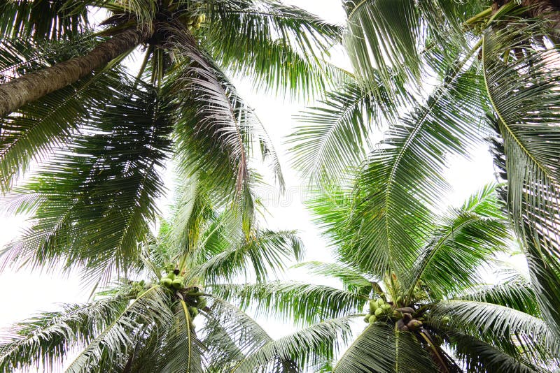 Under the Shade of Coconut Trees Stock Image - Image of sunlight, noon ...
