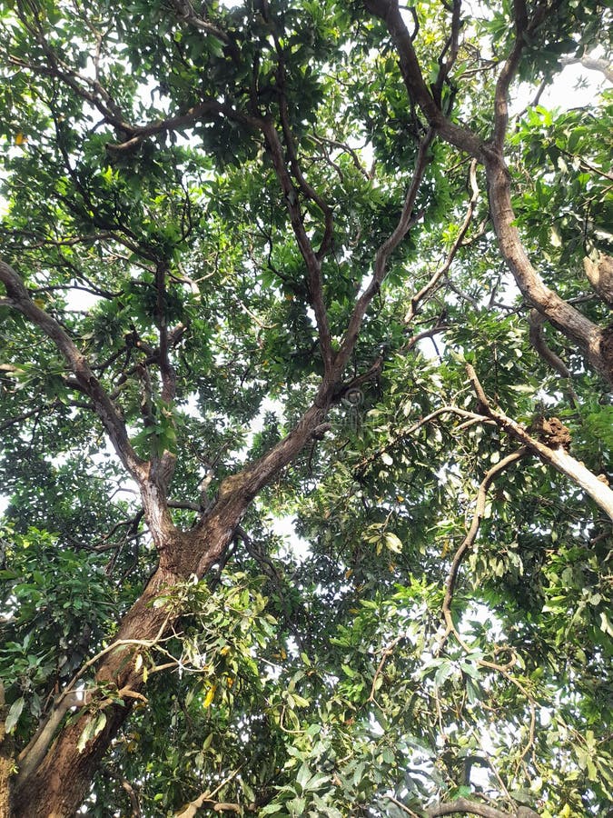 Under the Shade of Many Branches of Big and Tall Tree. Stock Photo ...