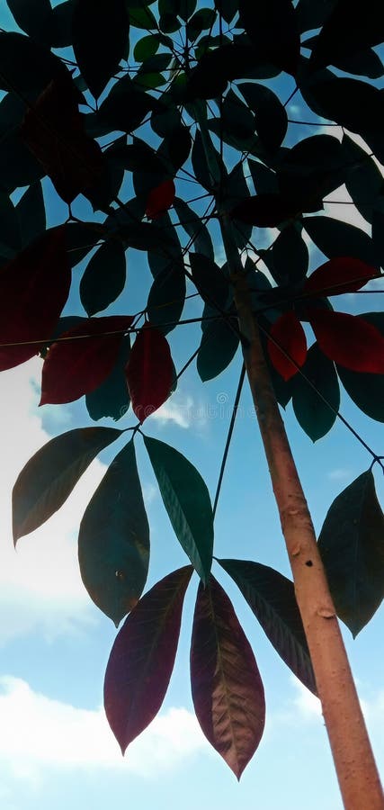 Under the Shade of Rubber Trees, You Can See the Sky. Stock Image ...
