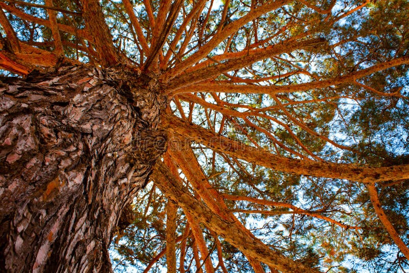 Under the Shade of Tall Tree. Brown Tall Tree with a Lot of Branches ...