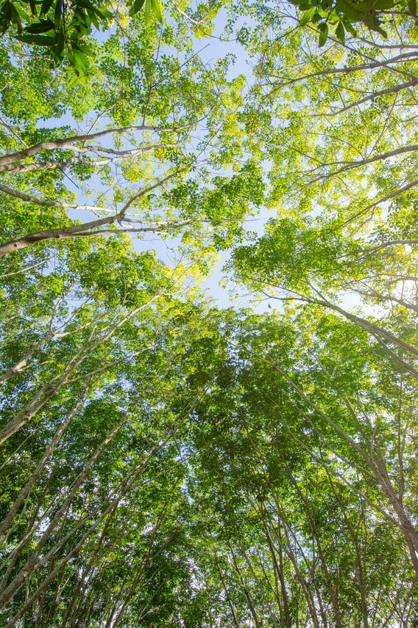 Under the Shade of a Tree Cover the Sky Stock Image - Image of root ...