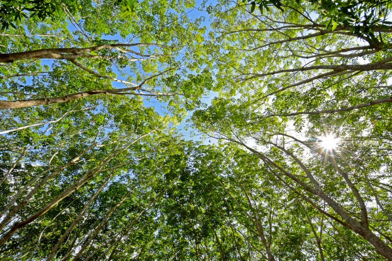 Under the Shade of a Tree Cover the Sky Stock Image - Image of shade ...