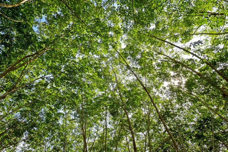 Under the Shade of a Tree Cover the Sky Stock Photo - Image of cover ...