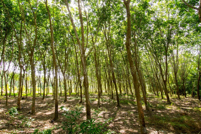 Under the Shade of a Tree Cover the Sky Stock Image - Image of scene ...