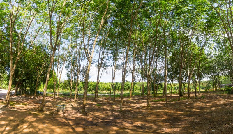 Under the Shade of a Tree Cover the Sky Stock Image - Image of ...