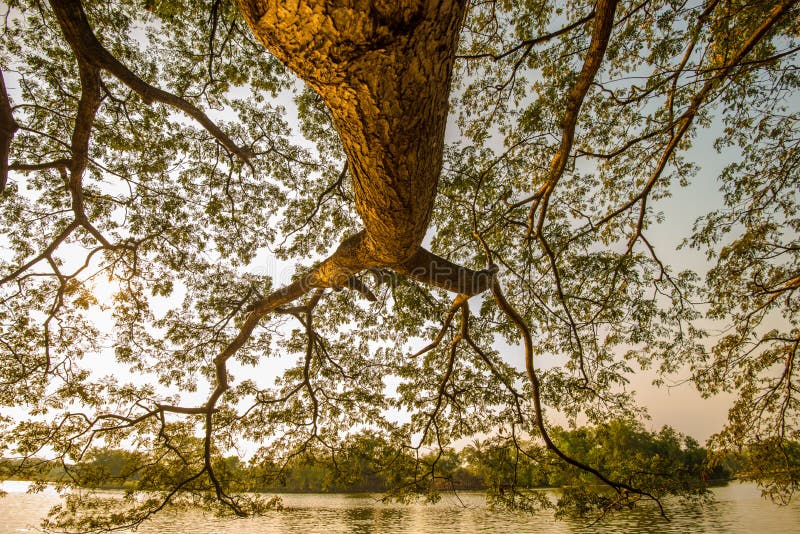 Under the shade of tree 3 stock image. Image of reflection - 134593931