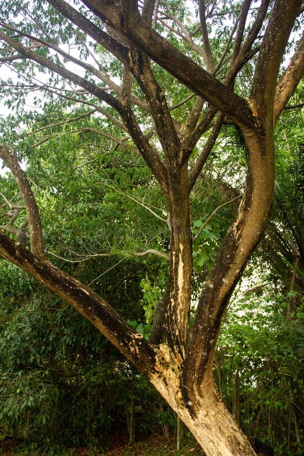 Under the Shade of Trees Branch in Tropical Stock Photo - Image of blue ...