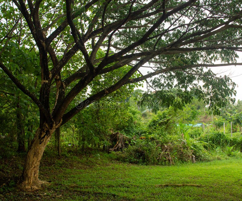 Under the Shade of Trees Branch in Tropical Stock Photo - Image of ...