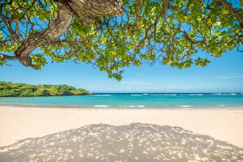 Under the Shade on a Tropical Beach Stock Photo - Image of bali, branch ...