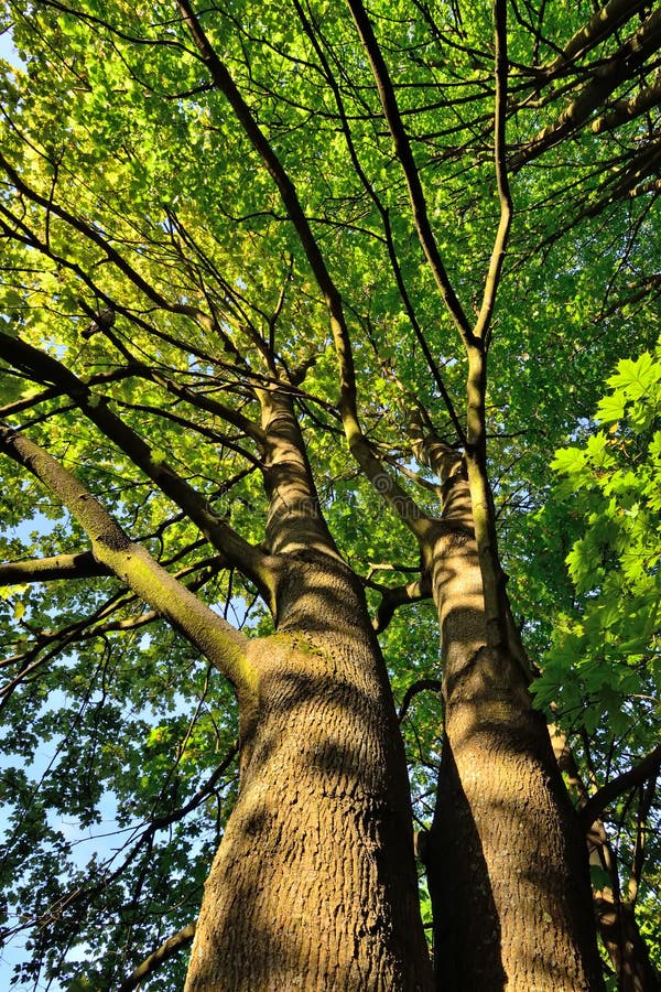 Under the Shade of Two Maples Stock Photo - Image of landscape, forest ...