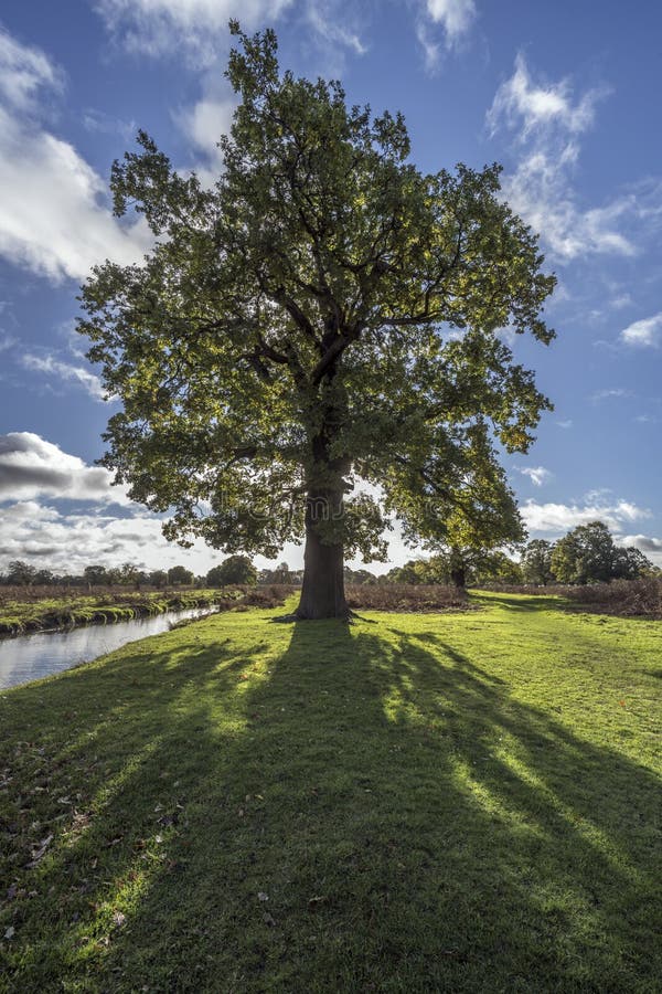Under the Shadow of the Oak Stock Image - Image of field, leaves: 260977481