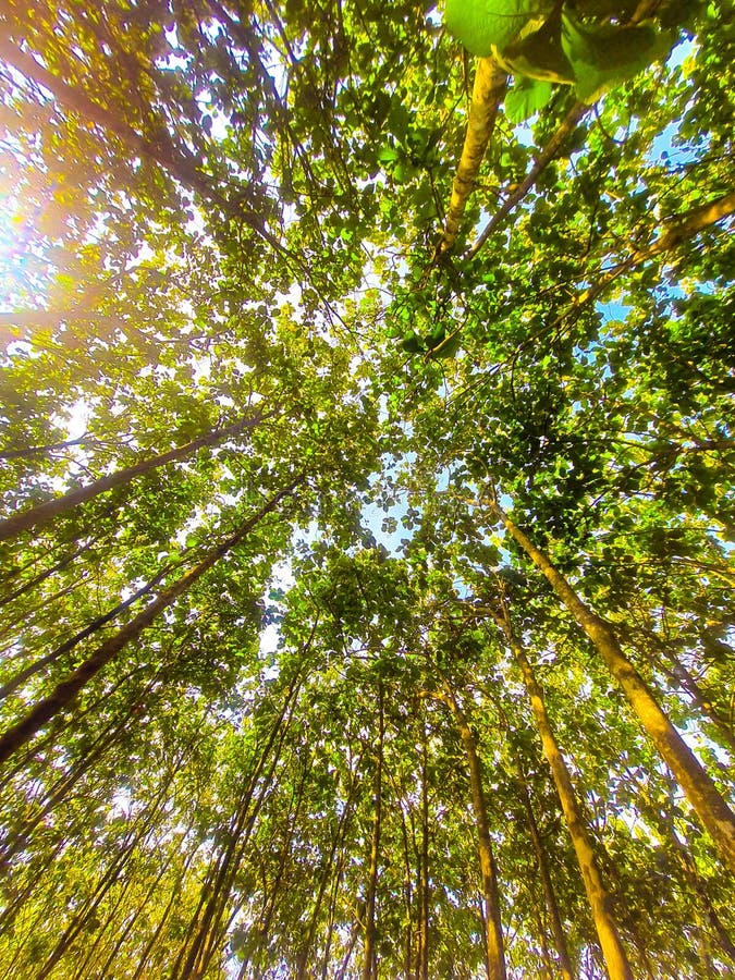 Under a Shady Tree Behind the Sun Shining in the Afternoon Stock Photo ...