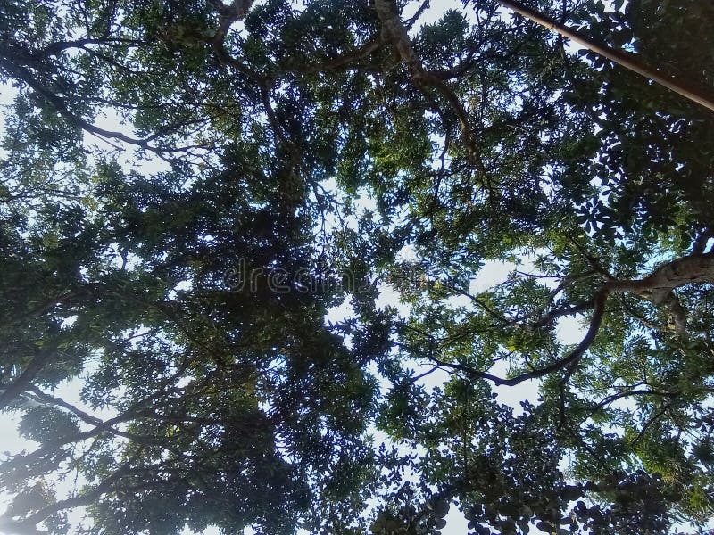 Under a Shady Tree with a Cool Breeze Stock Image - Image of leaf ...