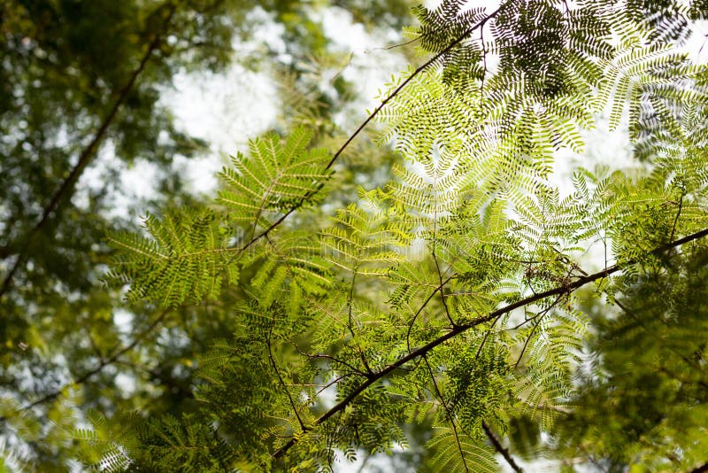 Under shady of tree stock photo. Image of bright, sunburst - 80139340