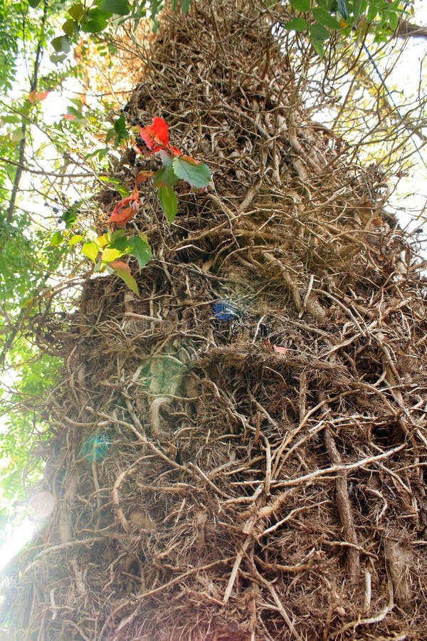 Tree Bark that is Interesting Climbing Branches Stock Image - Image of ...