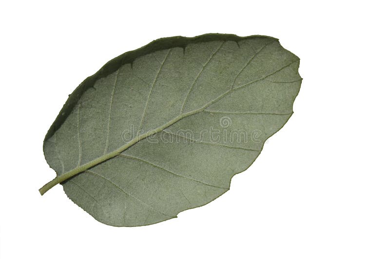 Under Side of a Leaf of the Cork Oak Stock Photo - Image of blue ...