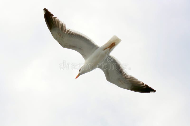Under Side of Seagull in Flight Stock Image - Image of seagull, bird ...