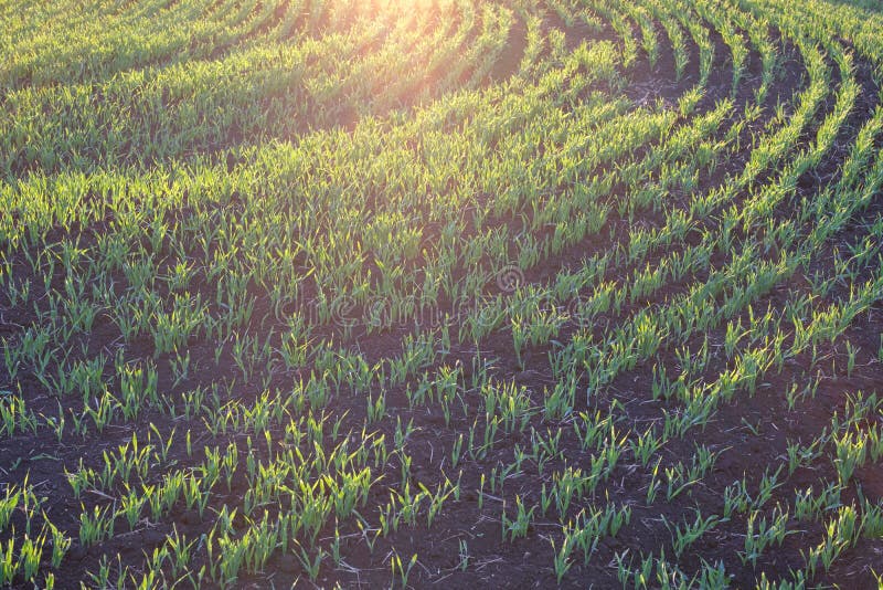 Under the Slanting Rays of the Sun, Young Corn Grew in the Field in ...
