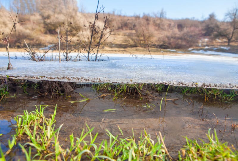 Under spring ice stock photo. Image of plants, green - 67042550
