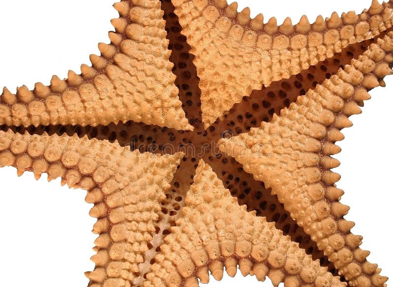 Starfish macro stock image. Image of background, invertebrate - 43206953
