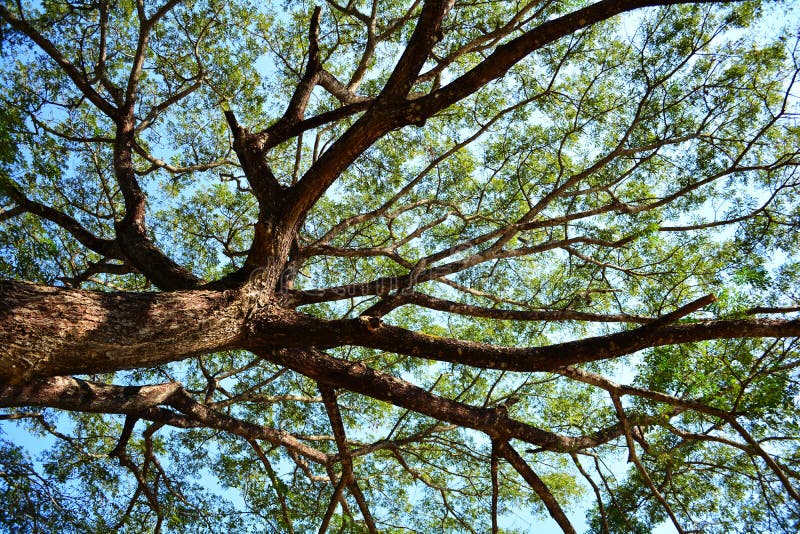 Under the Sunny Tree stock photo. Image of sunny, summer - 48901416