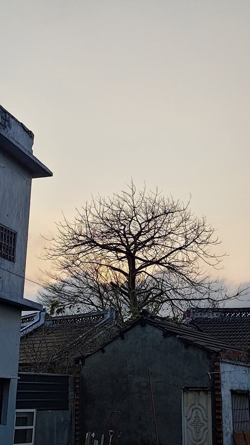 Under the Sunset, the Silhouette of a Dead Tree Behind a Traditional ...