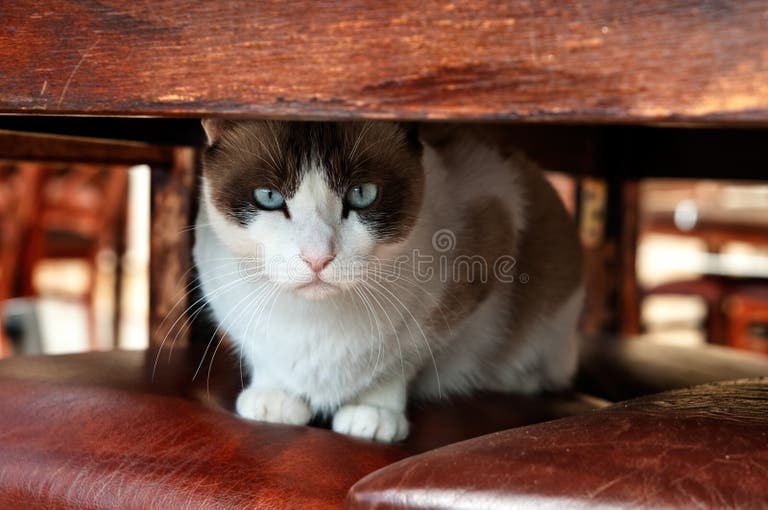 1,566 Cat Under Table Stock Photos - Free & Royalty-Free Stock Photos ...