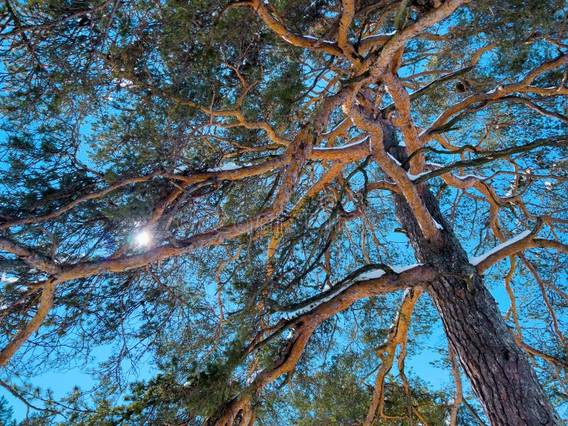 Under the tall pine tree stock image. Image of light - 245338879