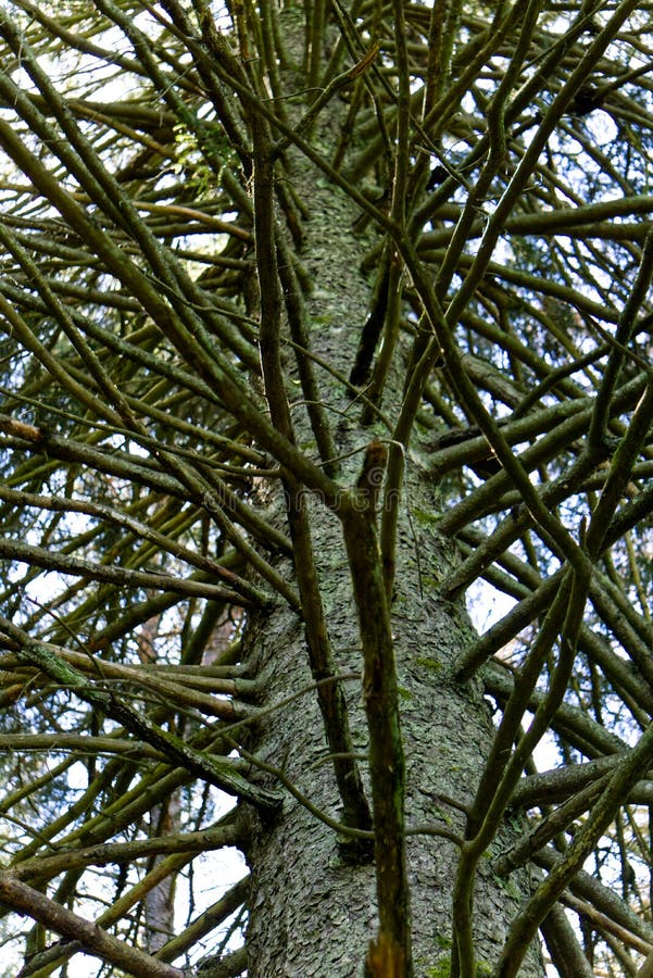Under a Tall Tree with a Lot of Branches Stock Photo - Image of ...