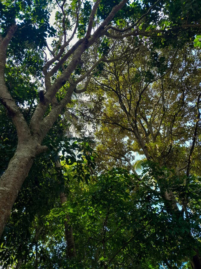 Under the tree stock image. Image of leaf, tree, green - 289351995