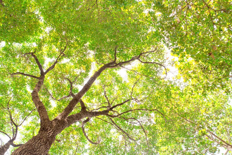 Under Tree Branch with Green Leaf View Stock Image - Image of forest ...
