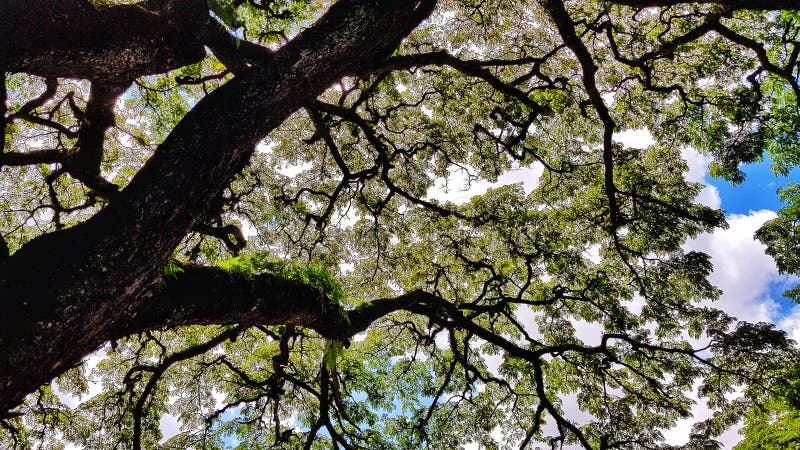 Under the tree branch stock image. Image of plant, forest - 205334535