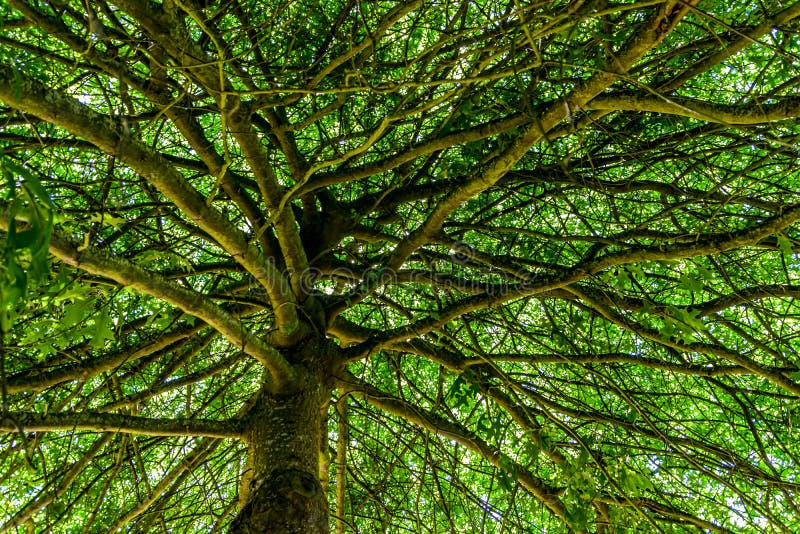 Under Tree Branches stock image. Image of seattle, beneath - 228662681