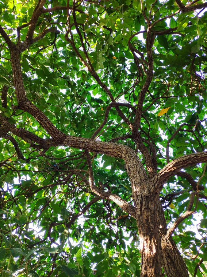 Under the Tree, Curved Twigs and Leaves Stock Image - Image of leaves ...