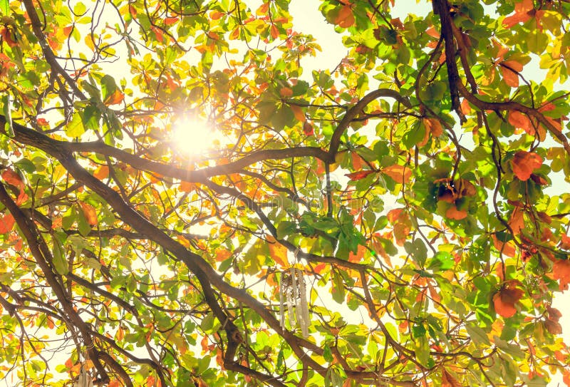 Tree and Sun Flare stock image. Image of inspiration - 85973999
