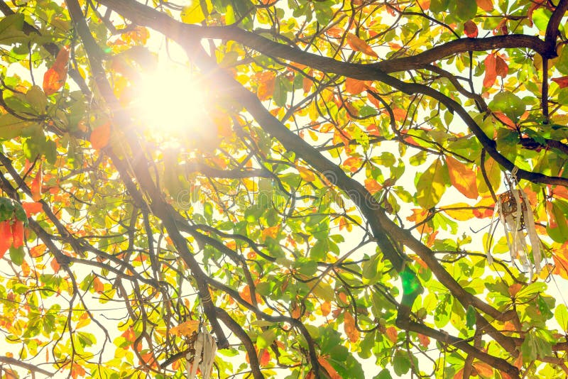 Tree and Sun Flare stock image. Image of inspiration - 85973999