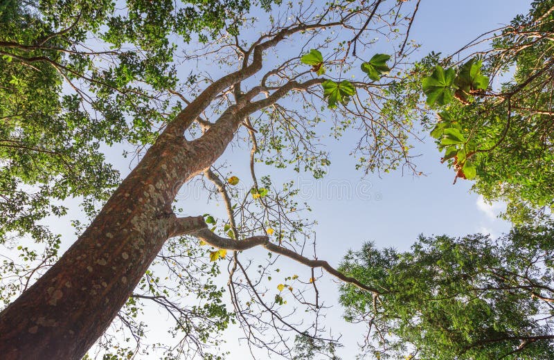 Under the tree stock photo. Image of tree, asia, branch - 46962720