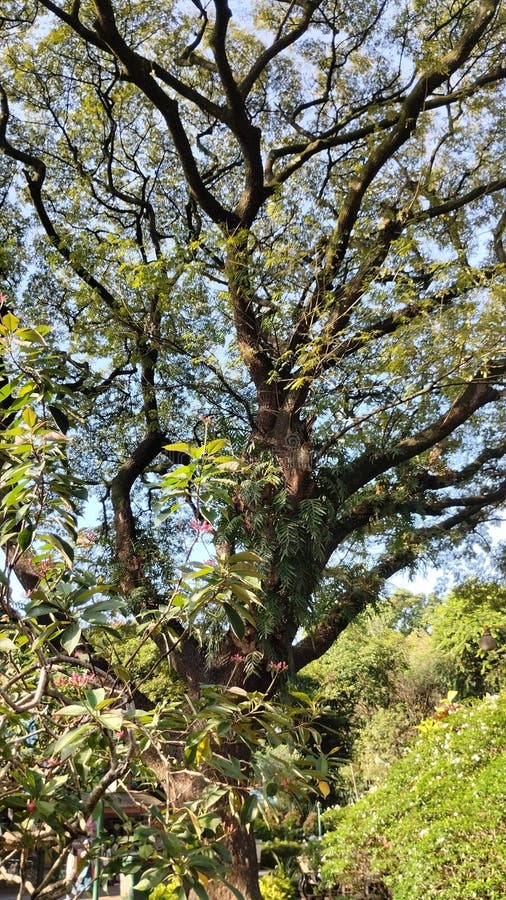 Under a tree line stock photo. Image of blossom, nature - 327953682
