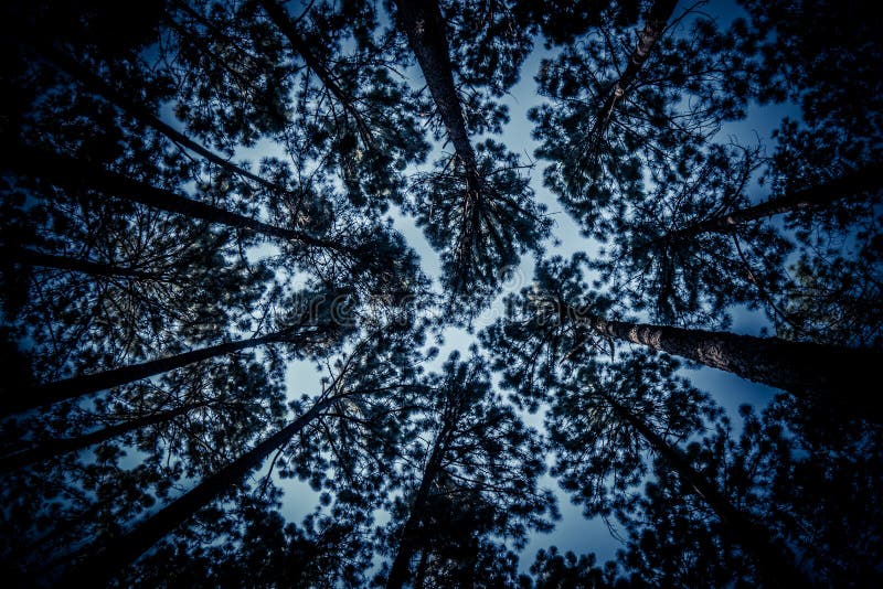 Look Up To Sky Leaves Trees Photos - Free & Royalty-Free Stock Photos ...
