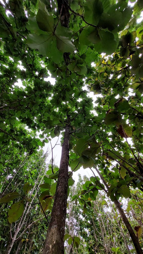 Under the Tree .. the Most Valuable Trees in Indonesia . Stock Image ...