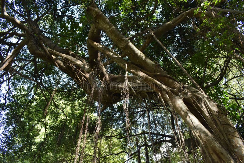 Tree-breath stock photo. Image of clouds, spirit, energy - 13185586