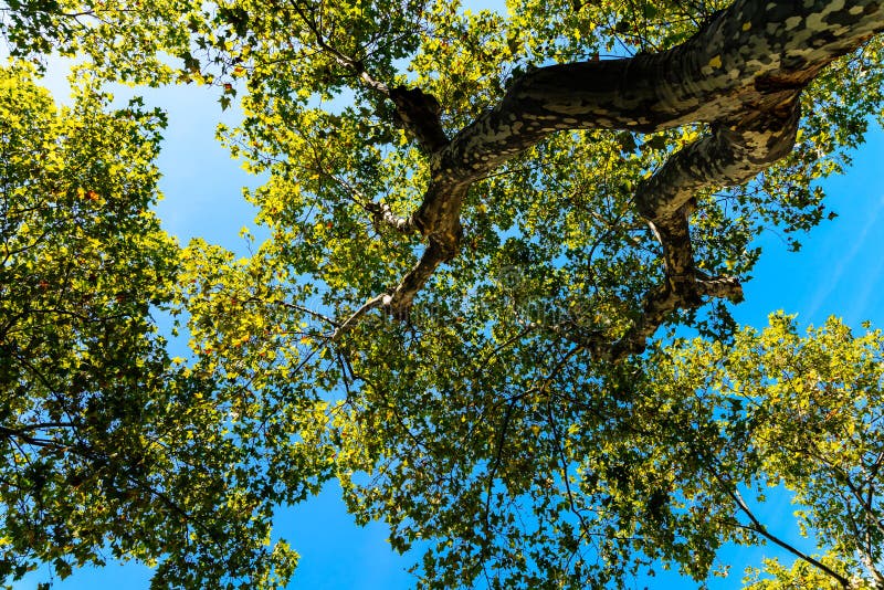 Under a Tree View of Branches and Leaves on Blue Sky Stock Photo ...