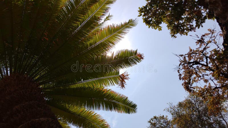 Under the trees stock photo. Image of palmtree, view - 175130246